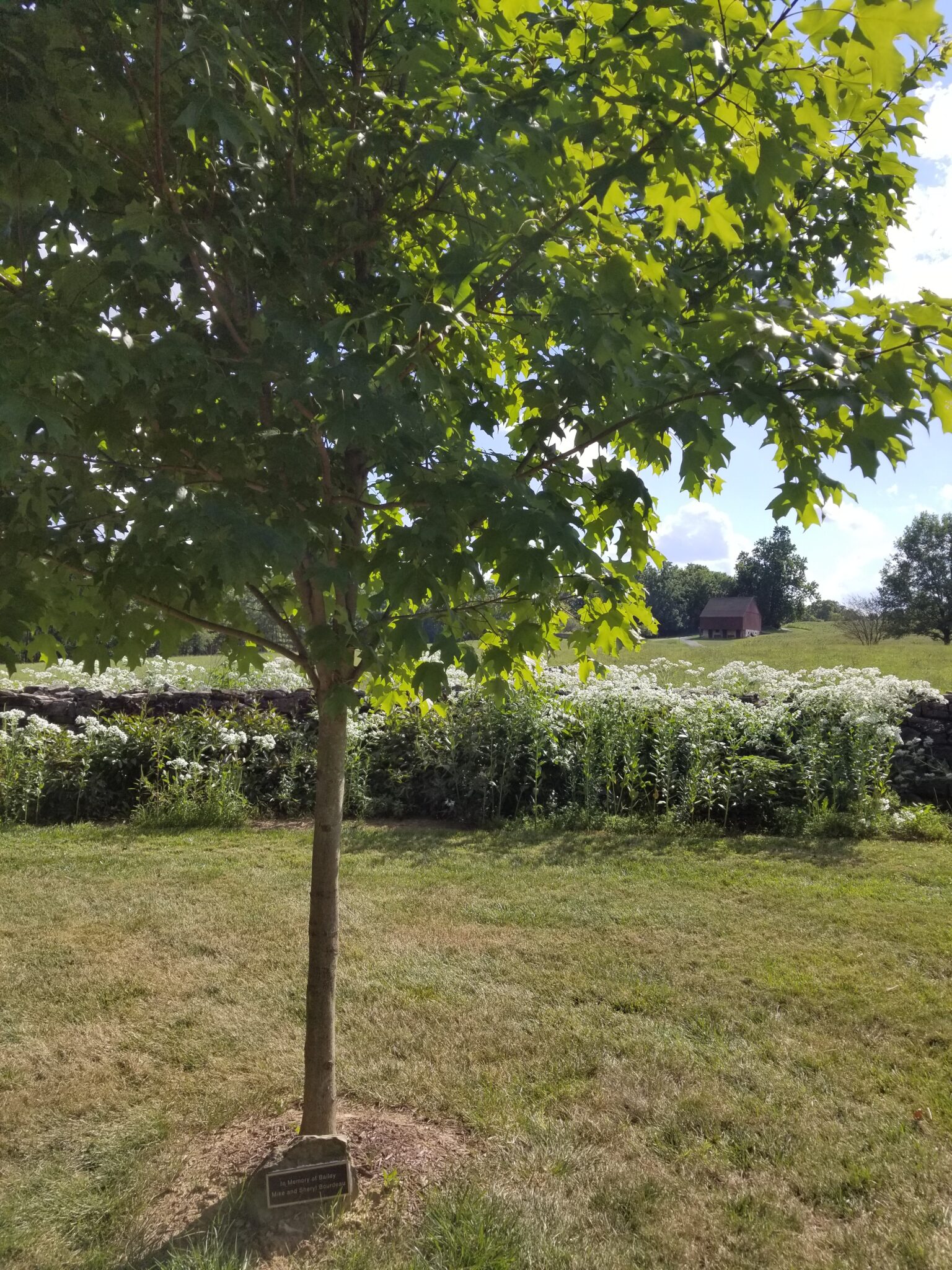 Memorial Trees – Renfrew Museum and Park