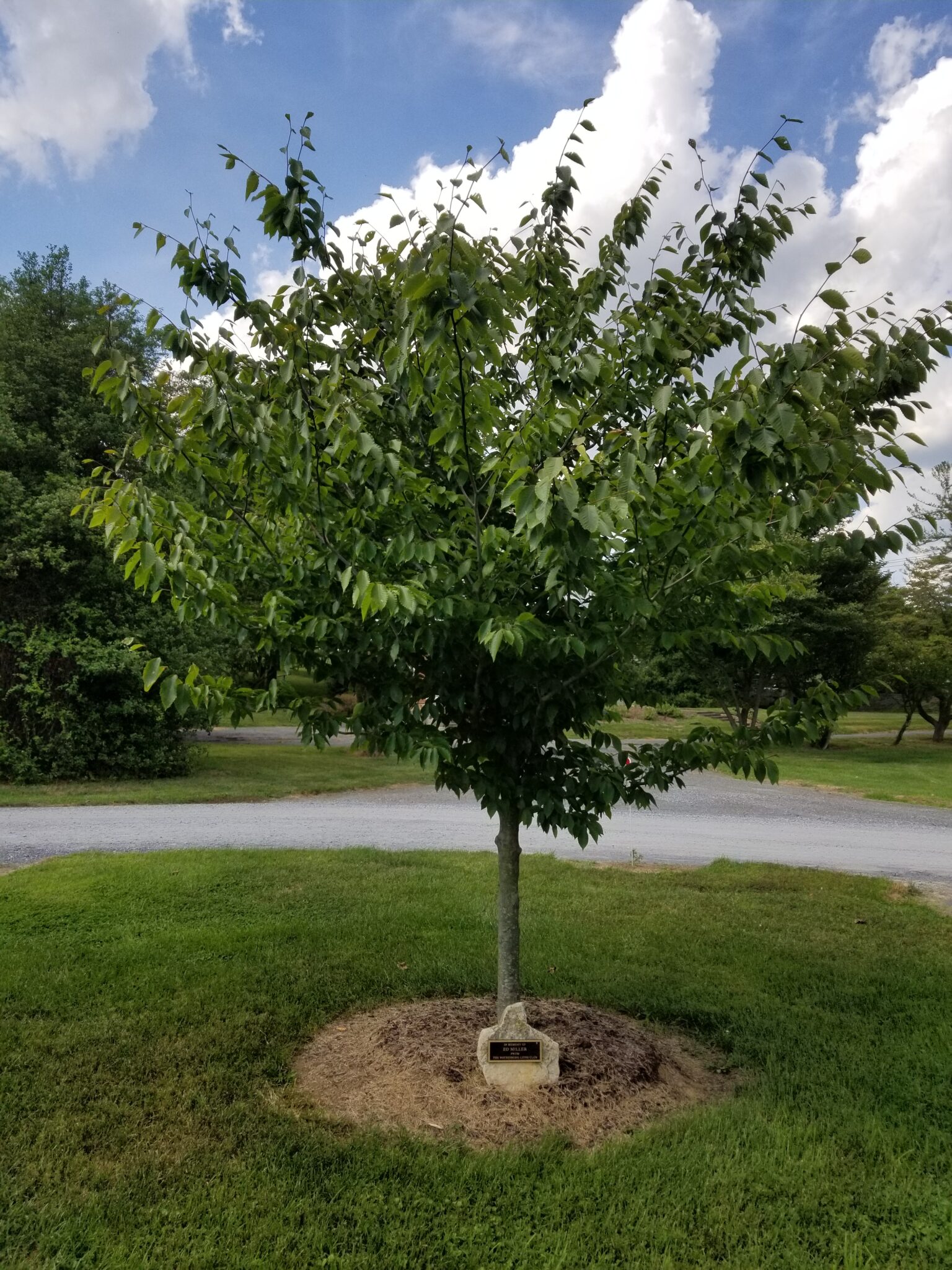 Memorial Trees – Renfrew Museum and Park
